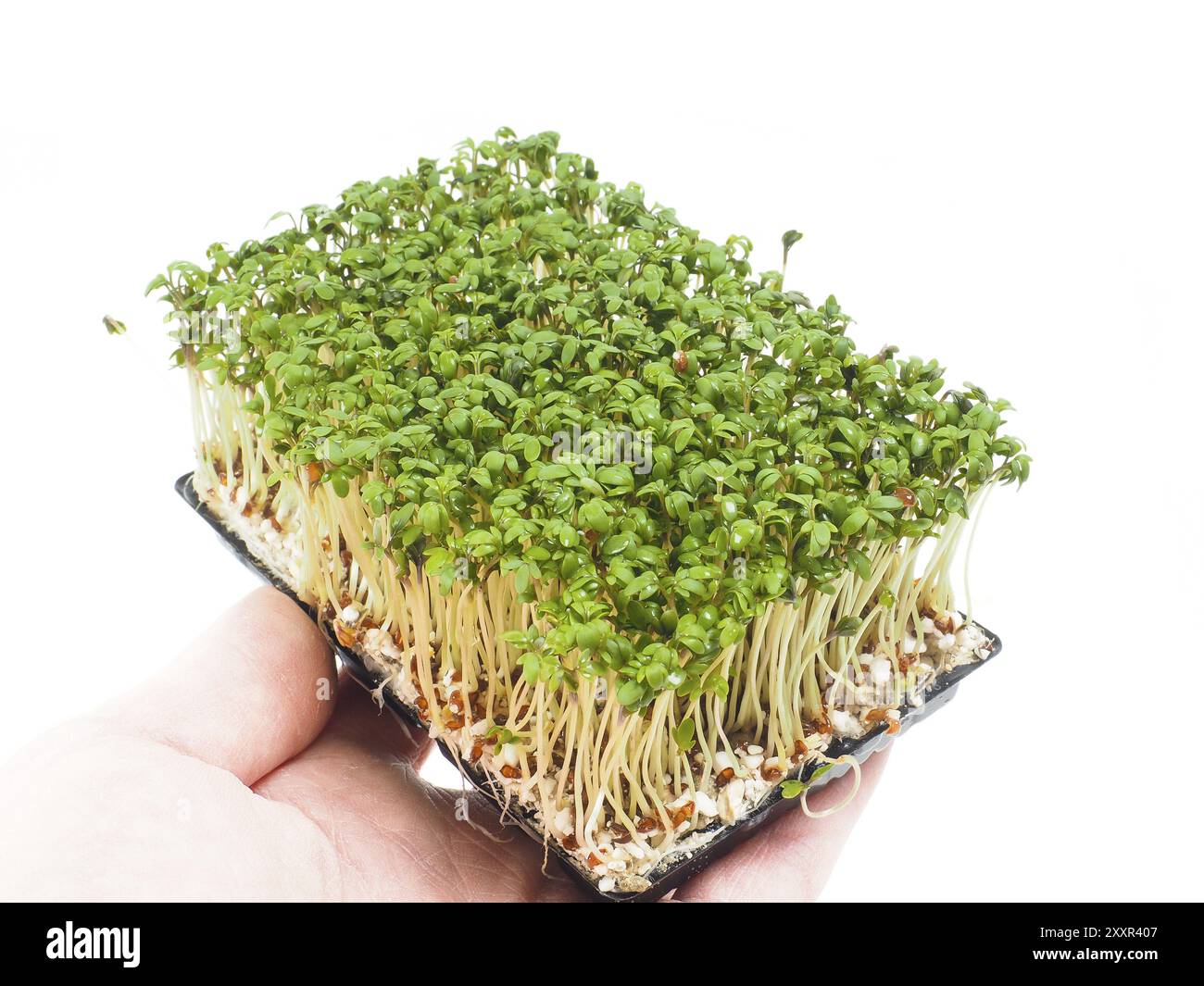 Person holding a tray of watercress up close Stock Photo - Alamy