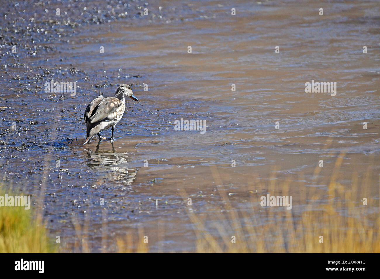 fauna at the Atacama desert Stock Photo - Alamy