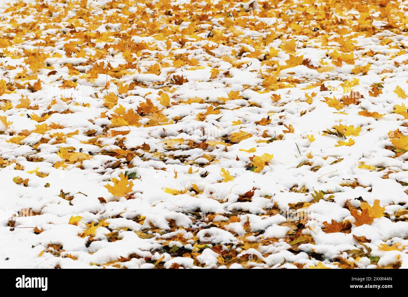 Foliage in the snow Background Stock Photo - Alamy