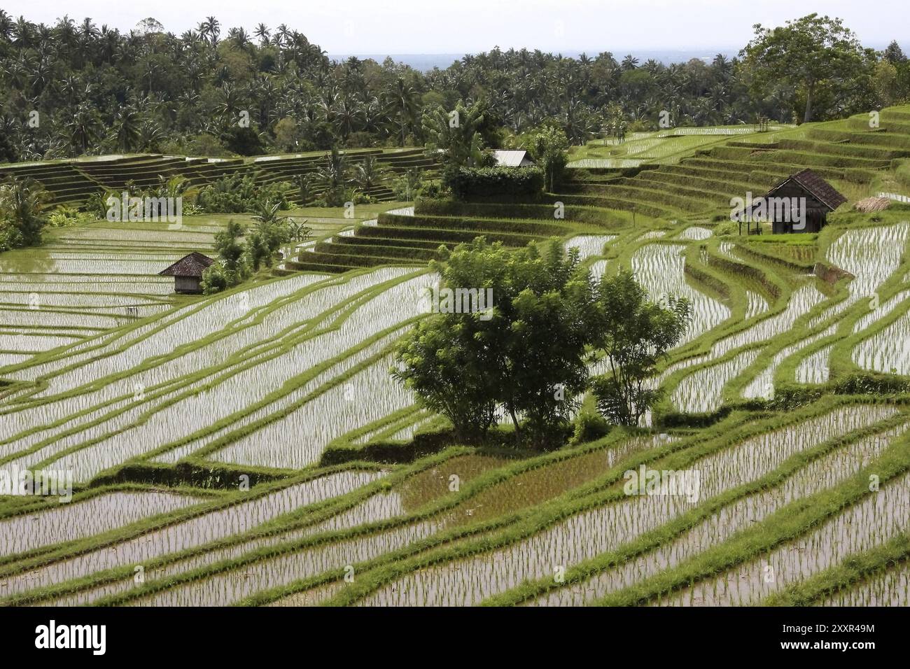 Rice terraces agricultural land in hi-res stock photography and images ...