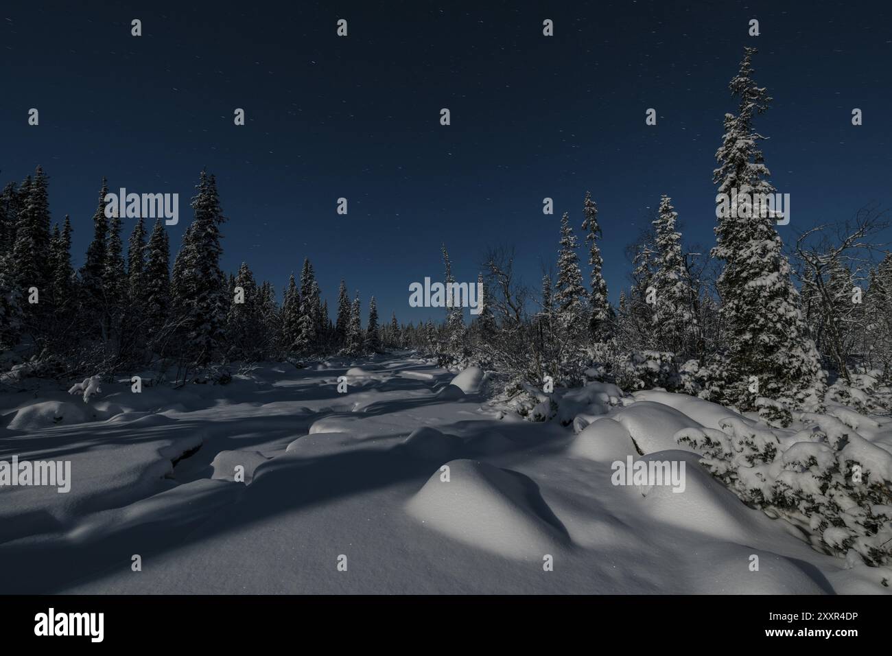 Winter landscape by moonlight, Muddus National Park, Laponia World ...