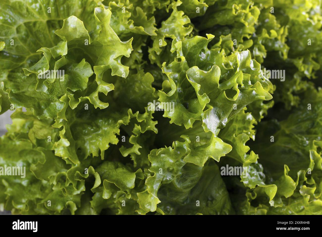 Closeup shot vegetable salad hi-res stock photography and images - Alamy