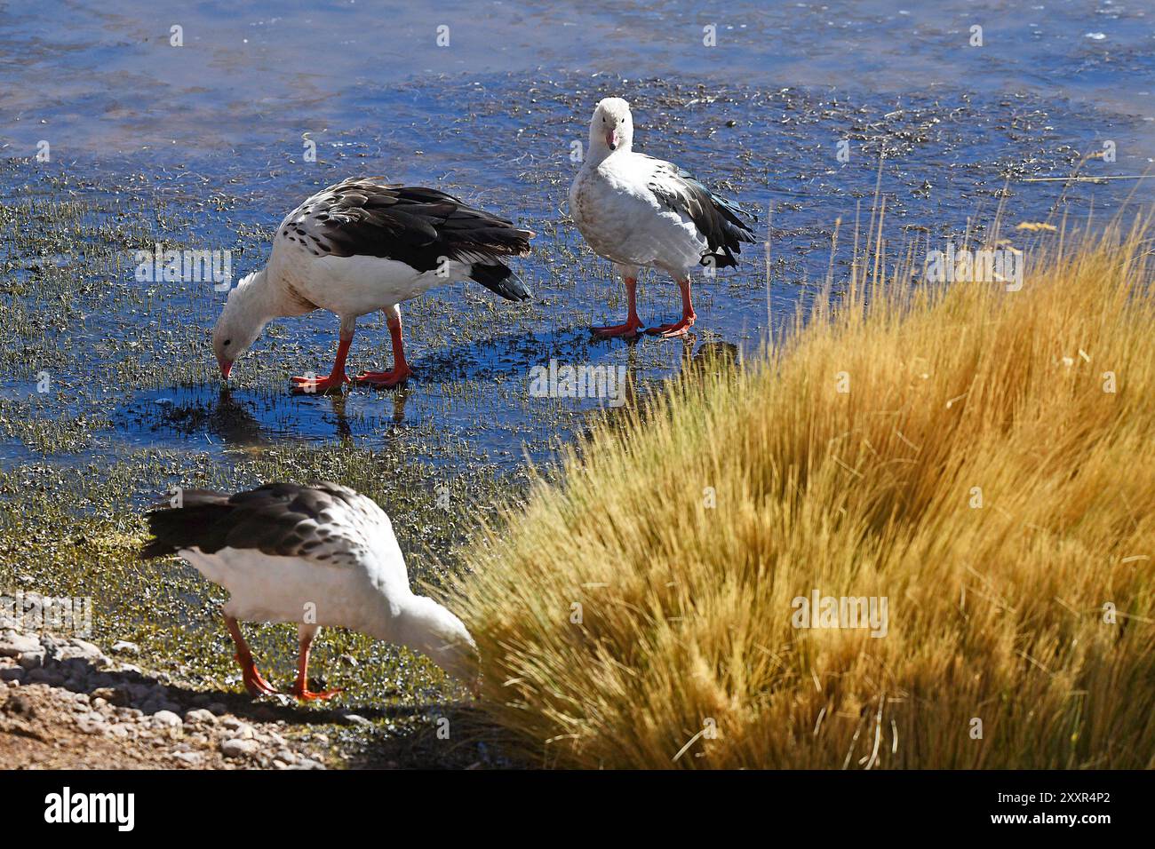 fauna at the Atacama desert Stock Photo - Alamy