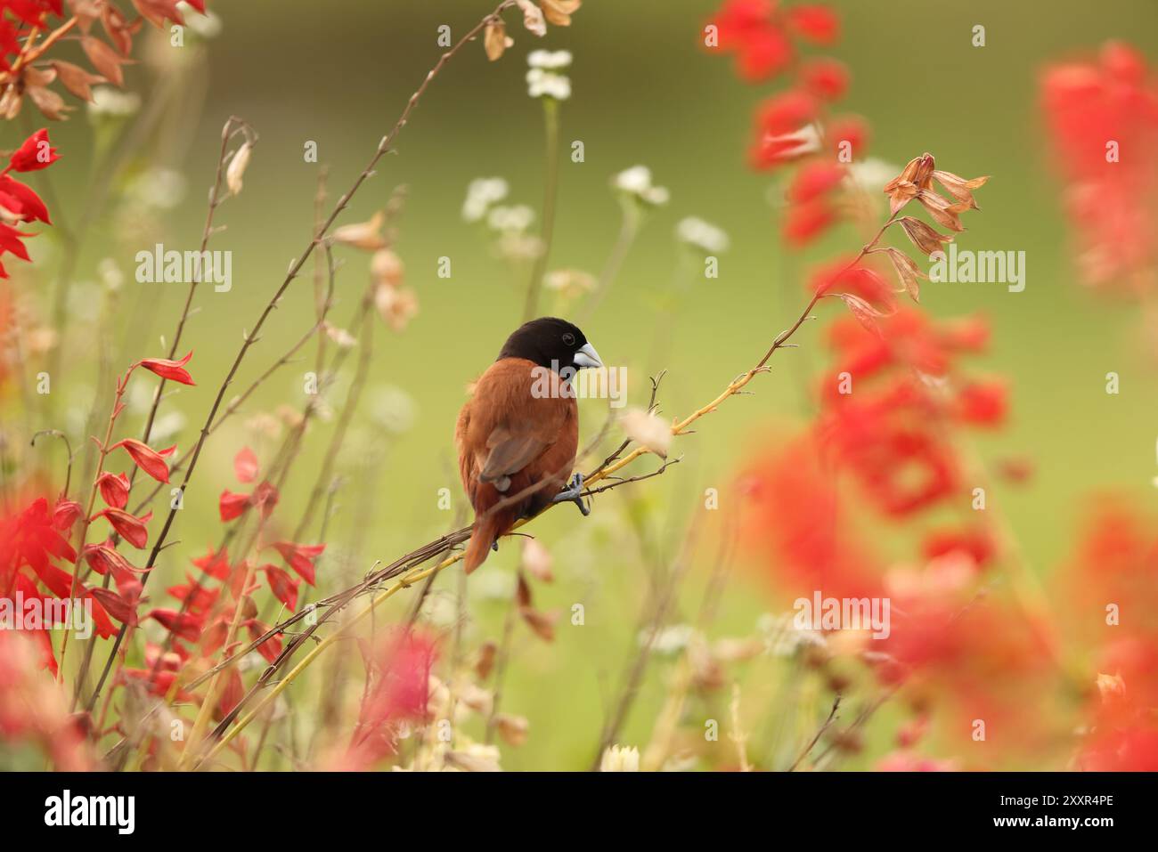 The chestnut munia or black-headed munia (Lonchura atricapilla jagori ...
