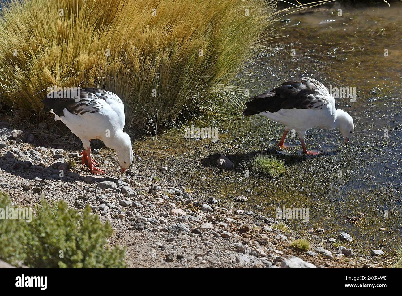 fauna at the Atacama desert Stock Photo - Alamy