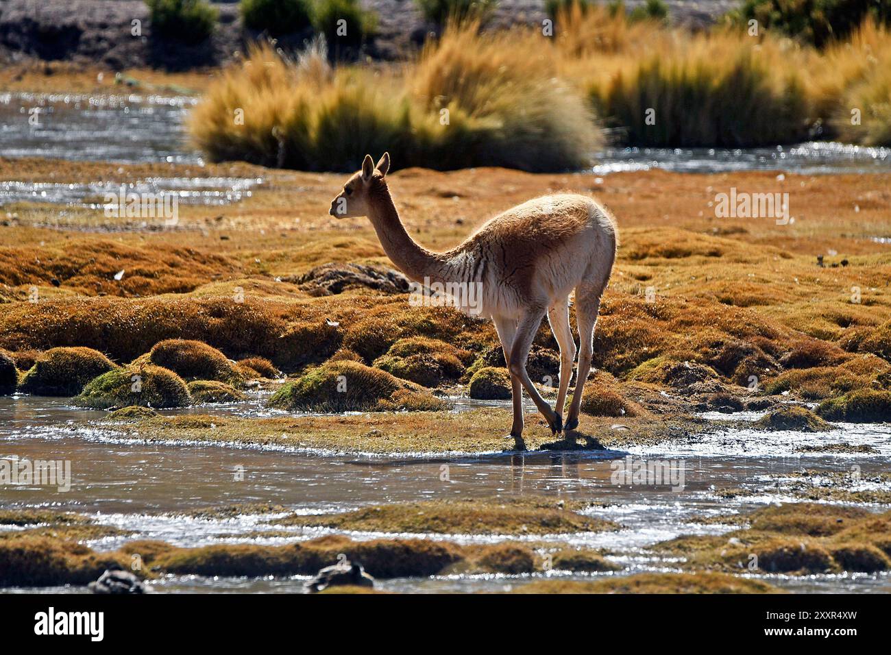 fauna at the Atacama desert Stock Photo - Alamy