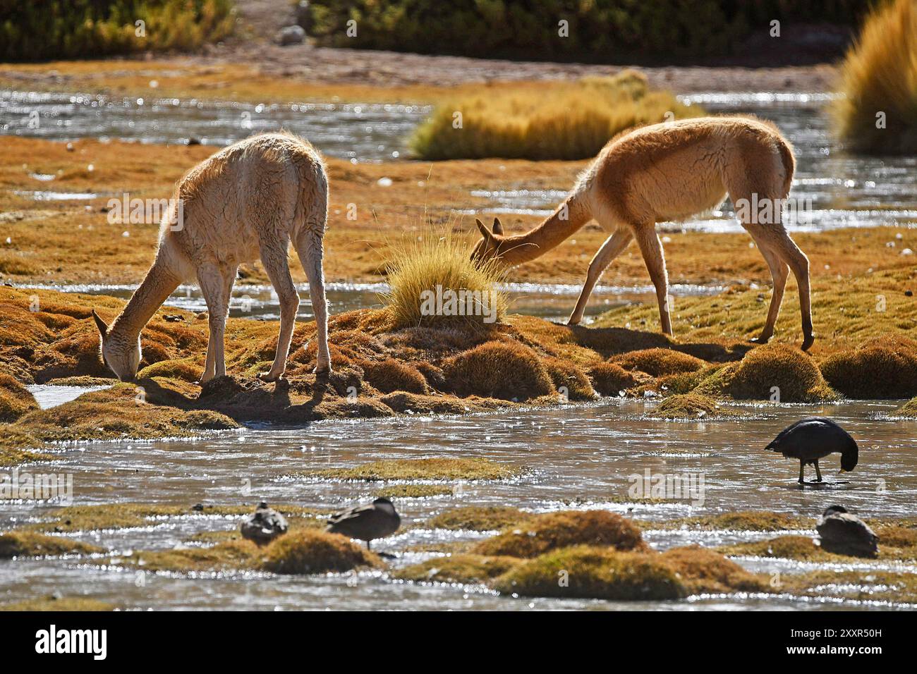 fauna at the Atacama desert Stock Photo - Alamy