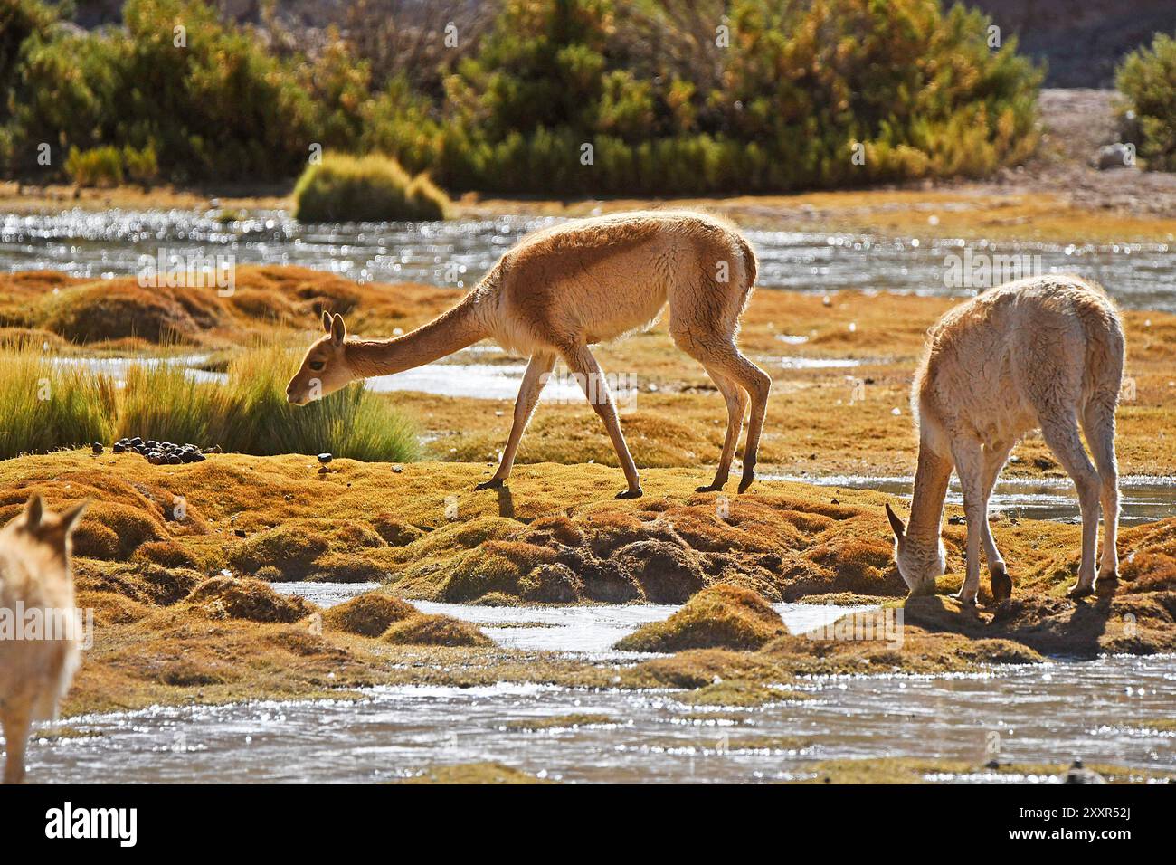 fauna at the Atacama desert Stock Photo - Alamy