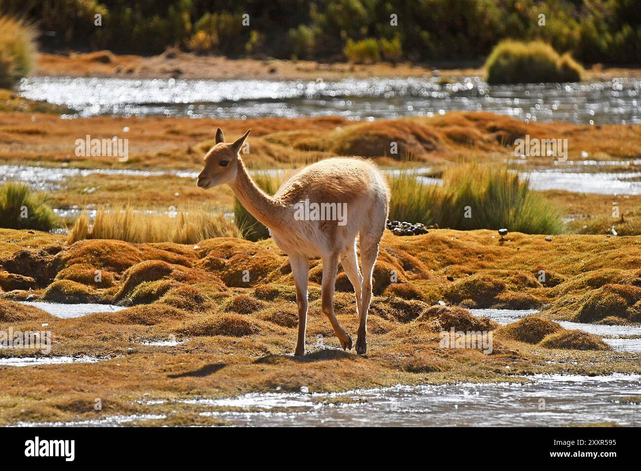 fauna at the Atacama desert Stock Photo - Alamy