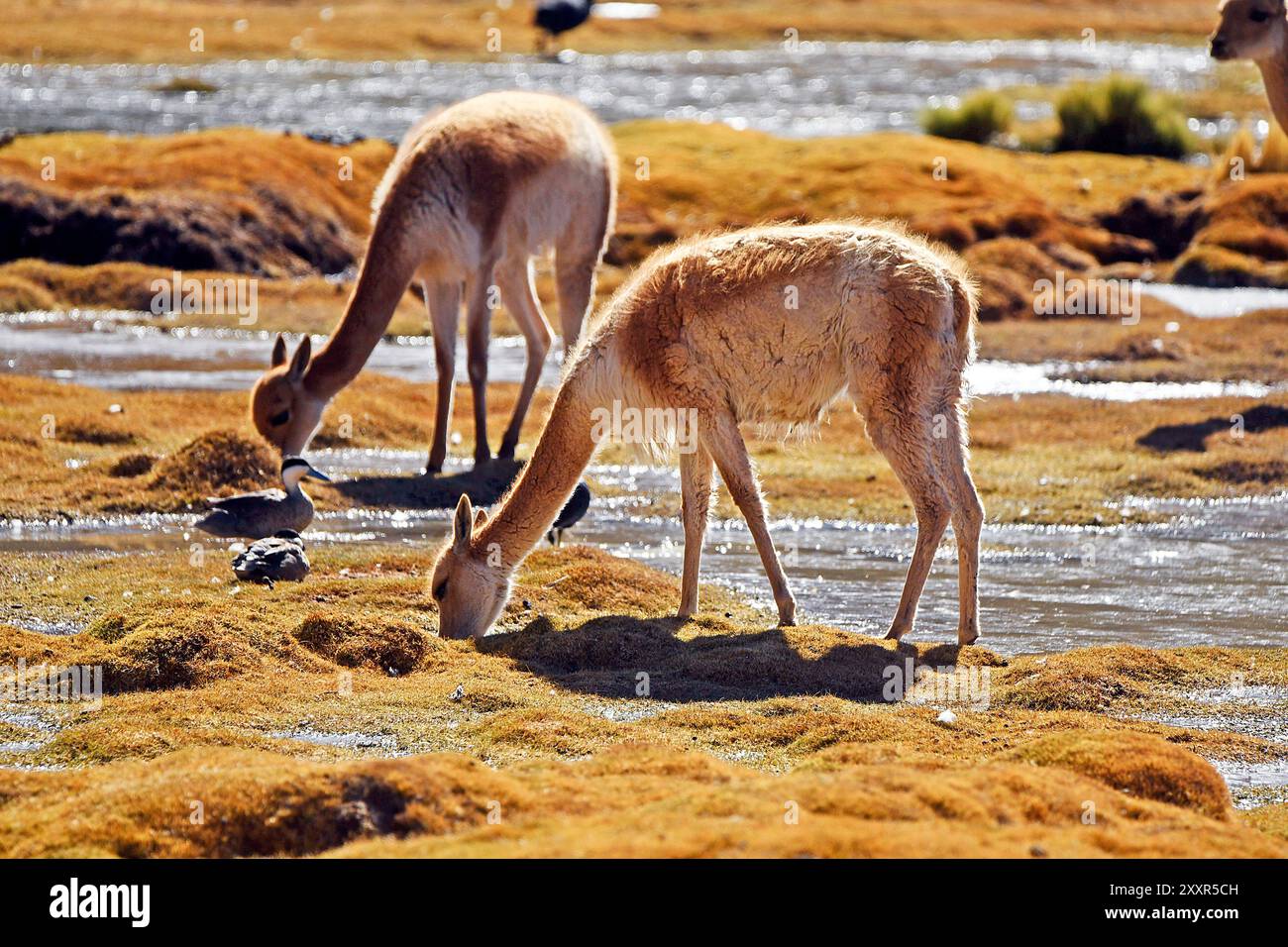 fauna at the Atacama desert Stock Photo - Alamy