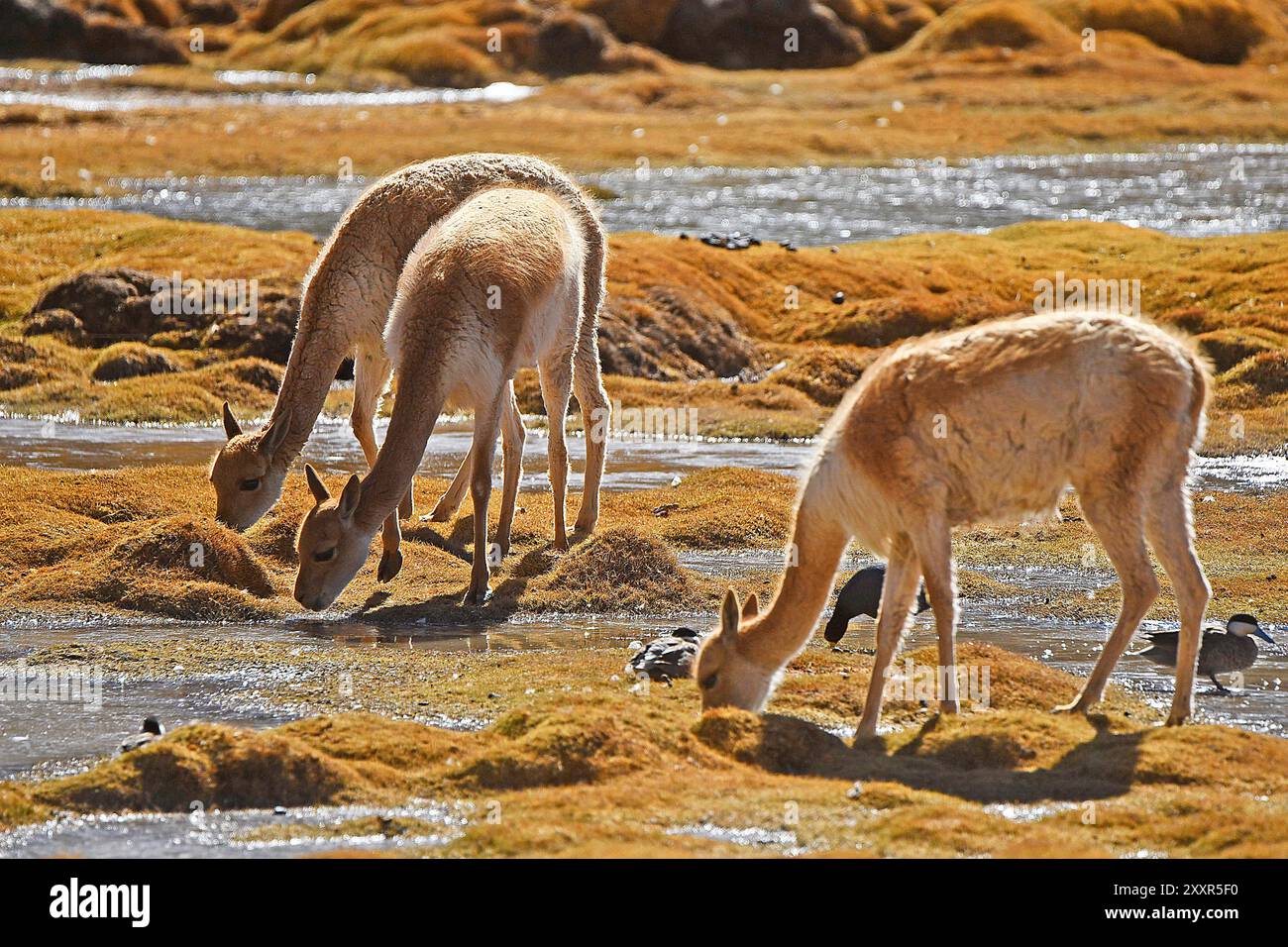 fauna at the Atacama desert Stock Photo - Alamy