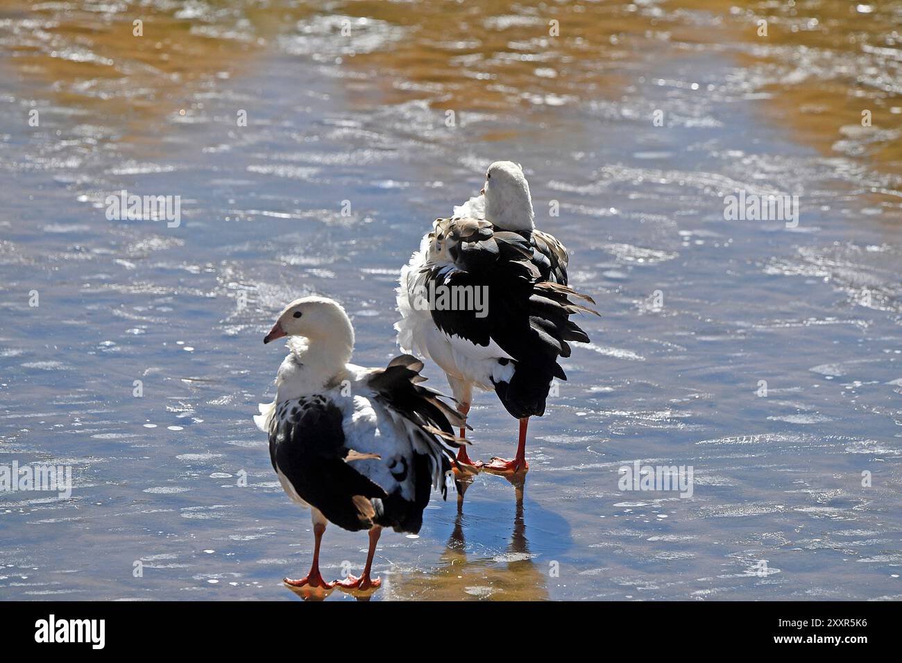 fauna at the Atacama desert Stock Photo - Alamy
