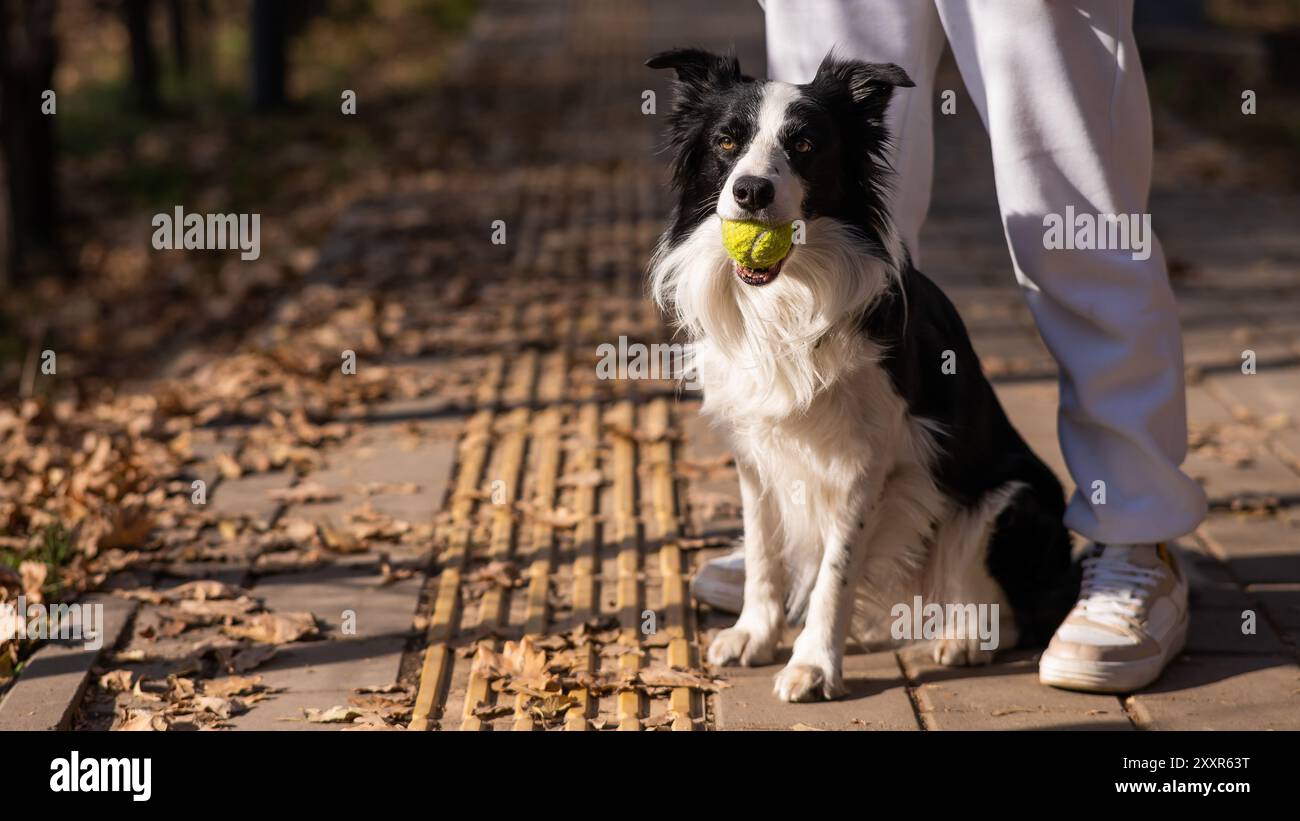 A black and white border collie dog stands at the feet of the owner ...