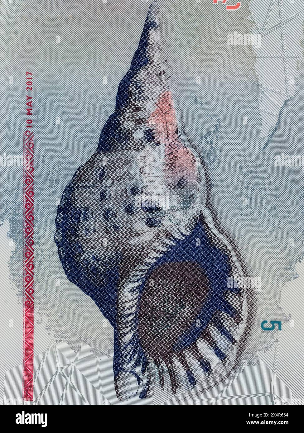 Portrait of conch shell from Maldives 10 rufiyaa banknote Stock Photo ...