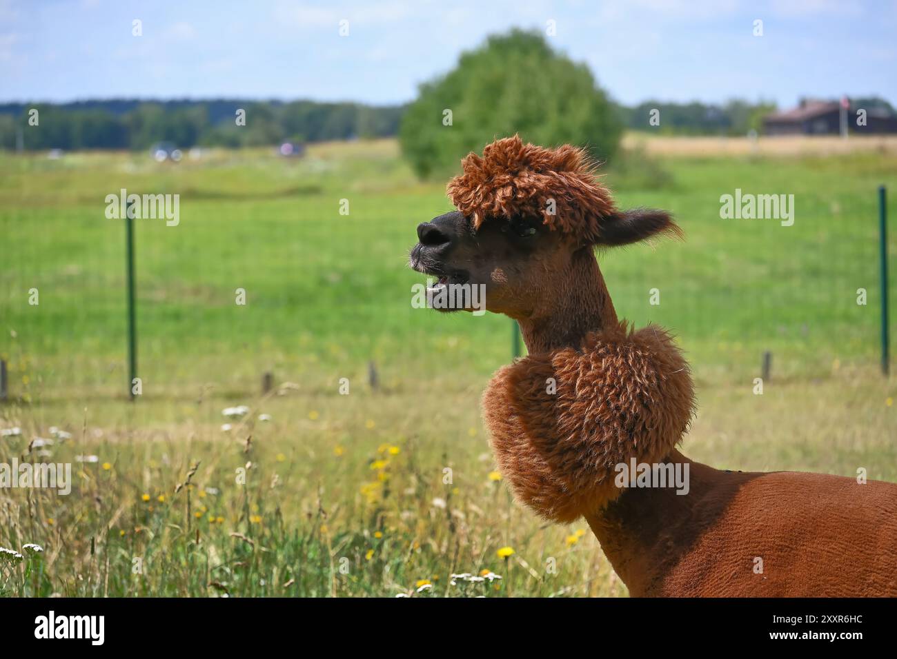 Brown alpaca with a thick, fluffy coat and a pronounced hairstyle ...
