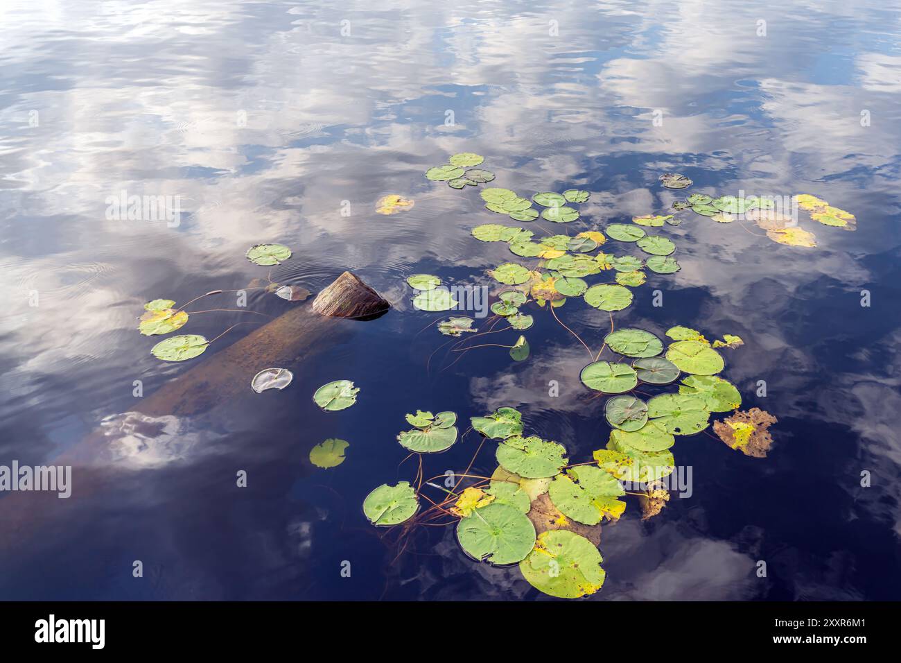 Water lilies, Nymphaeaceae, floating on a pond with beautiful cloud ...