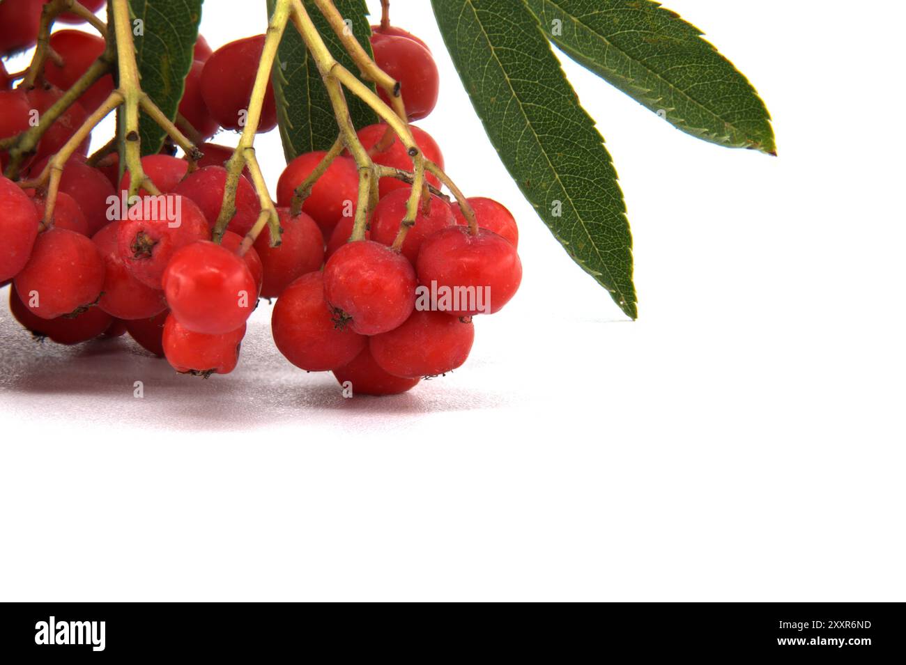 Vibrant red rowan berries with green leaves isolated on a white ...