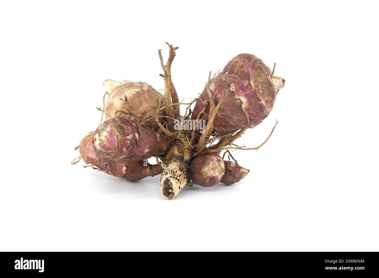 Sunchokes tubers with roots isolated on white background. Jerusalem ...