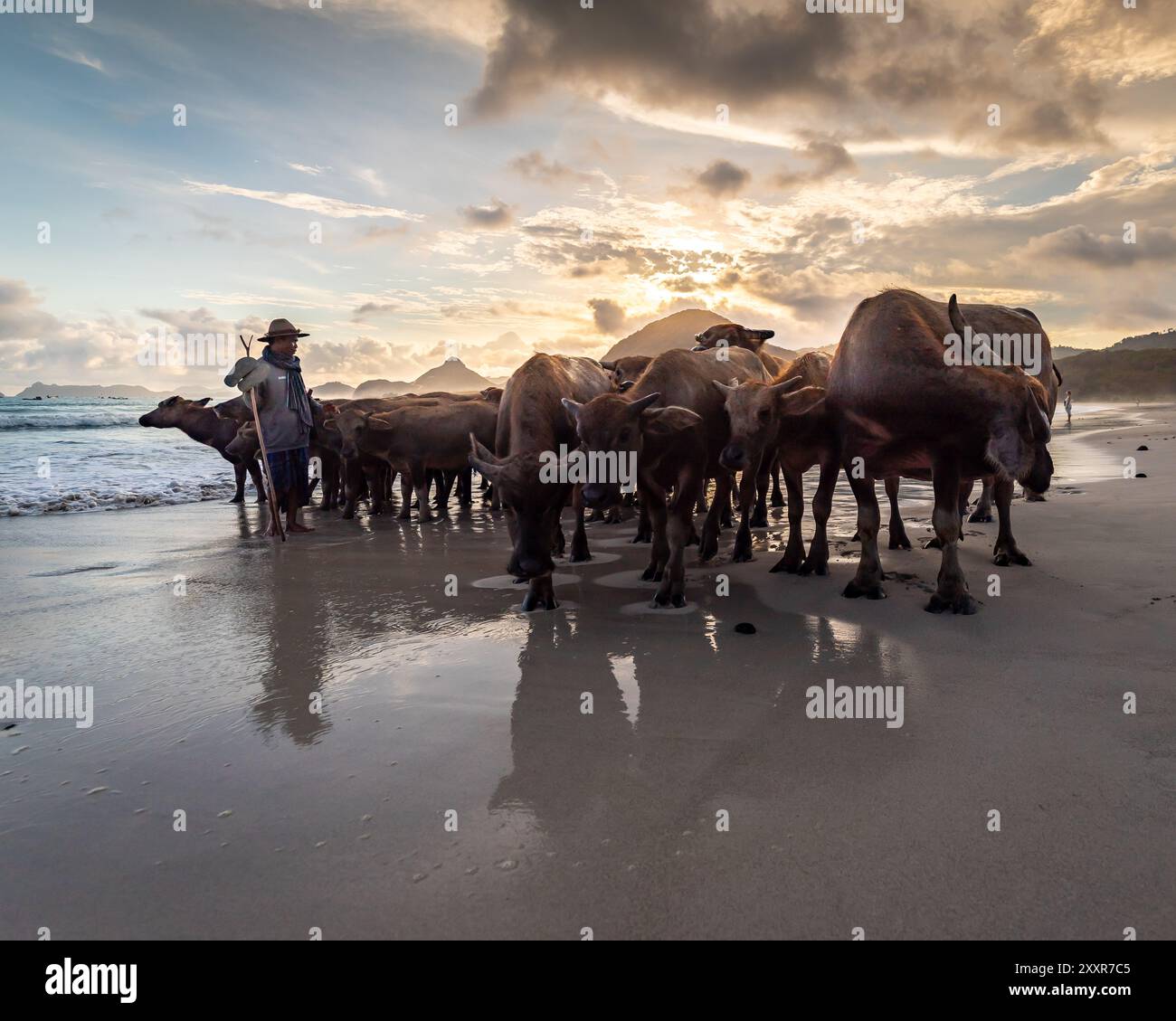 Buffalo walk at Selong Belanak beach Stock Photo - Alamy