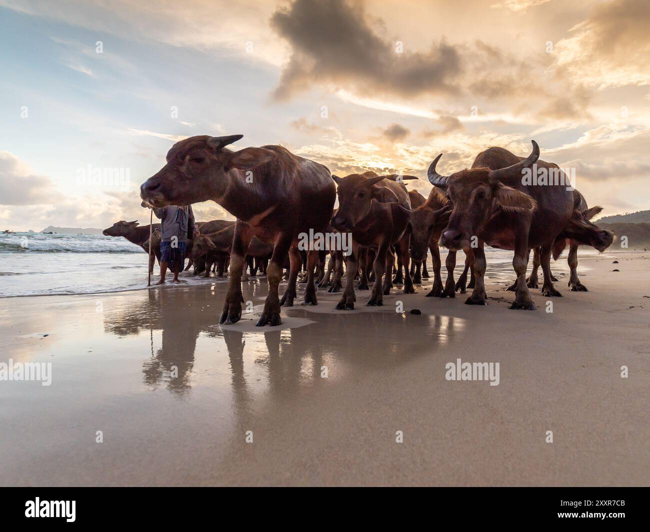 Buffalo walk at Selong Belanak beach Stock Photo - Alamy