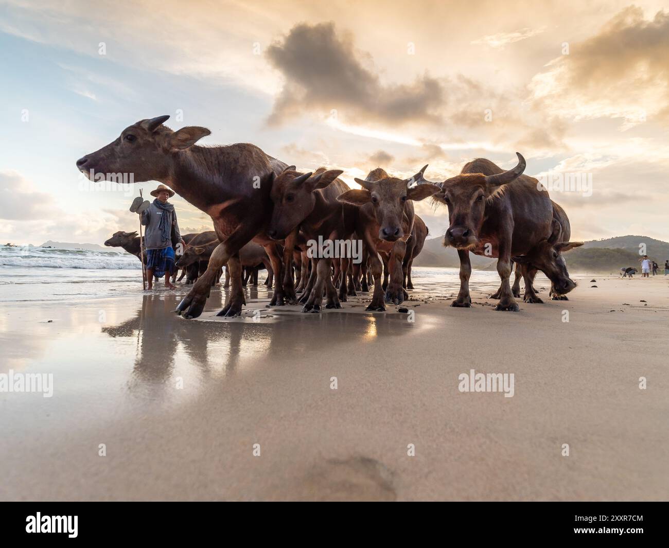 Buffalo walk at Selong Belanak beach Stock Photo - Alamy