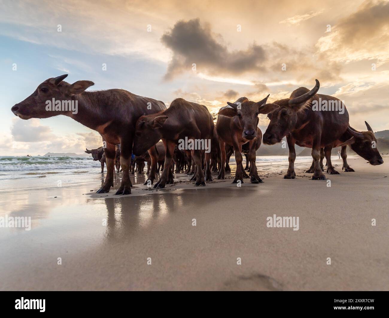 Buffalo walk at Selong Belanak beach Stock Photo - Alamy