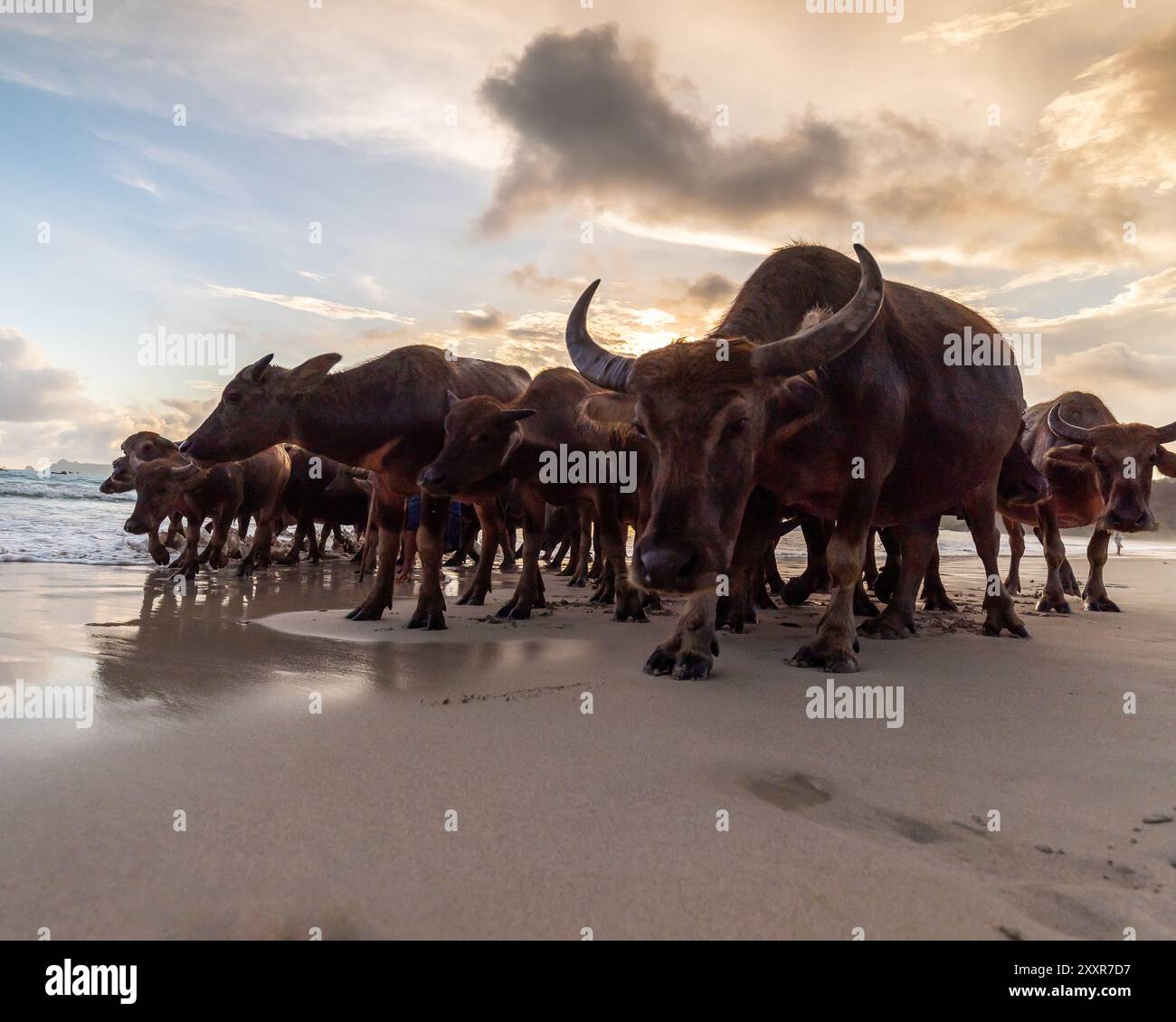 Buffalo walk at Selong Belanak beach Stock Photo - Alamy