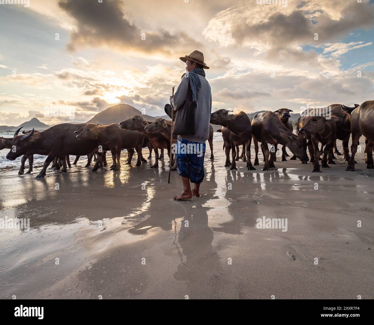 Buffalo walk at Selong Belanak beach Stock Photo - Alamy