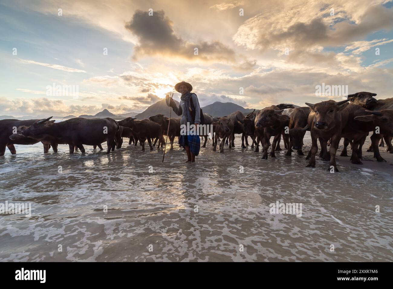 Buffalo walk at Selong Belanak beach Stock Photo - Alamy