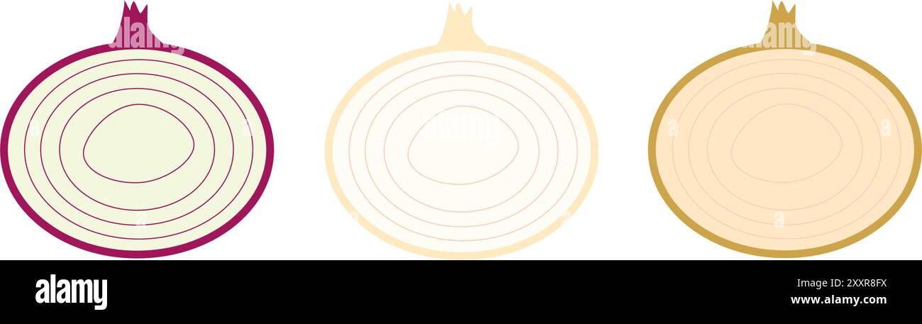 Type of onions vector illustration Stock Vector Image & Art - Alamy