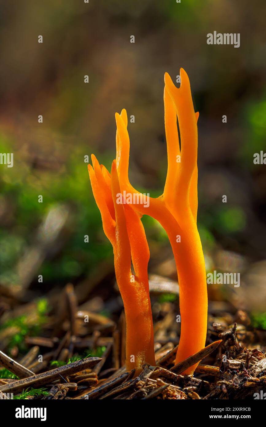 Amazing forest mushroom looks like flames - Calocera viscosa Stock ...
