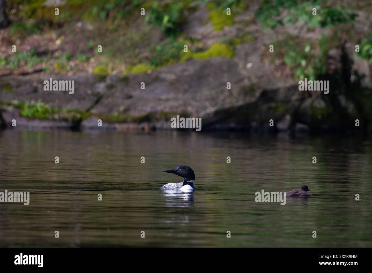 Common loon and a young chick swimming in a small bay with a rock ...