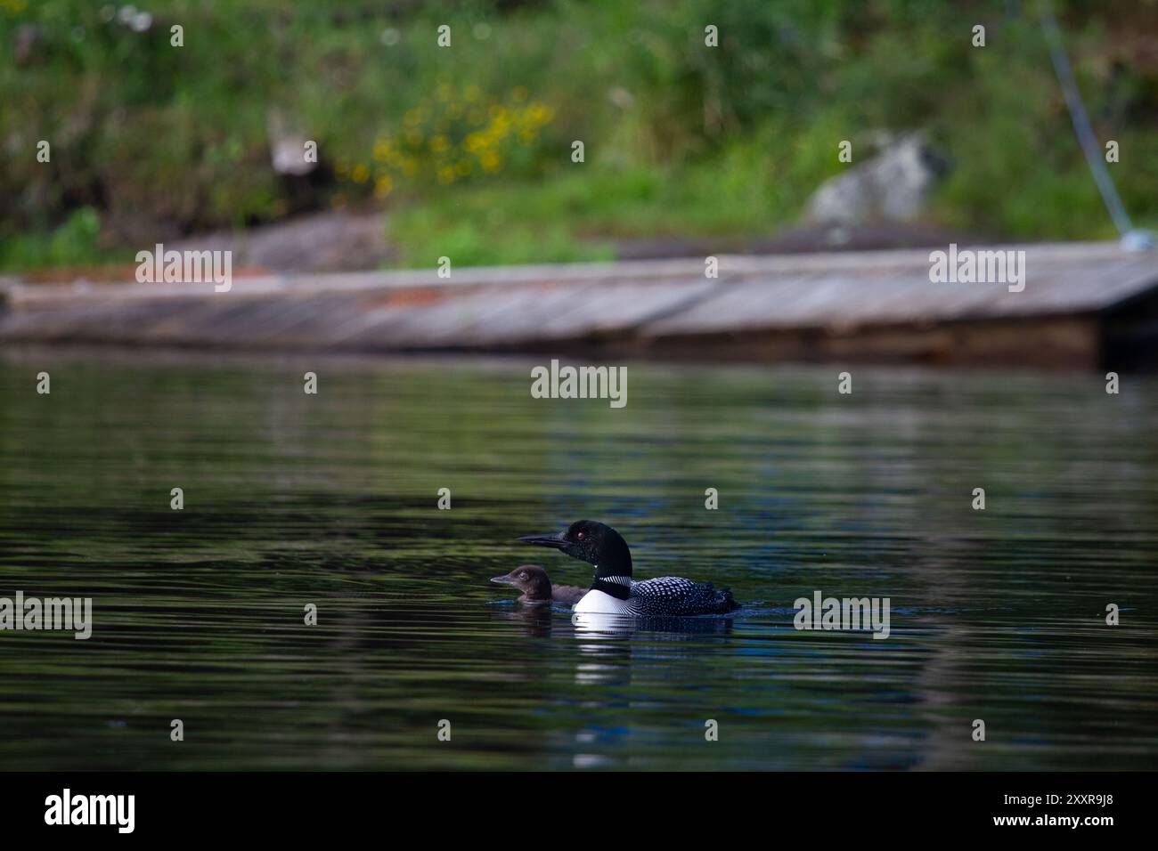 Common loon and a young chick swimming in a small bay with a rock ...
