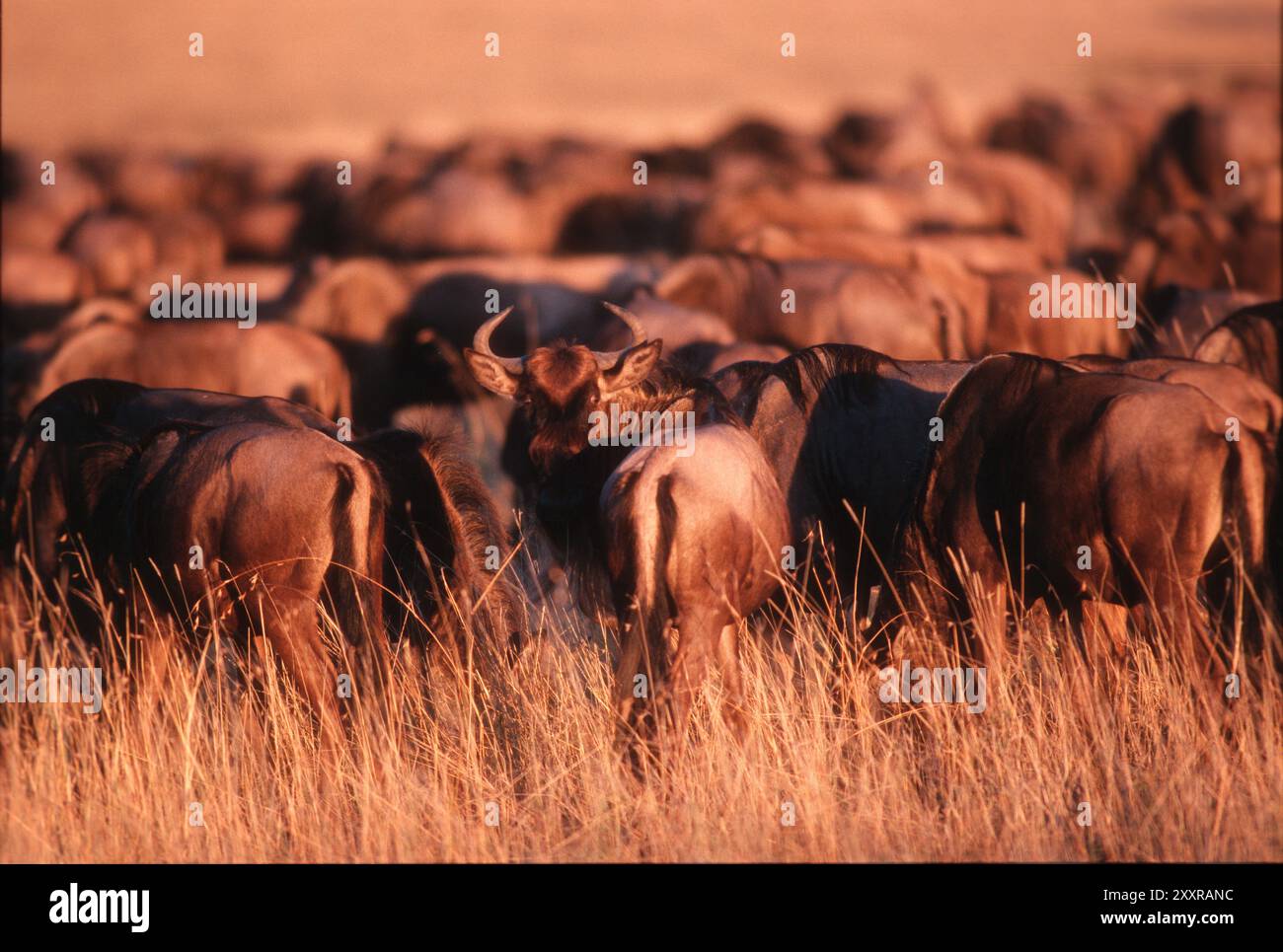 Wildebeest migration, Masai Mara Game Reserve, Kenya Stock Photo - Alamy