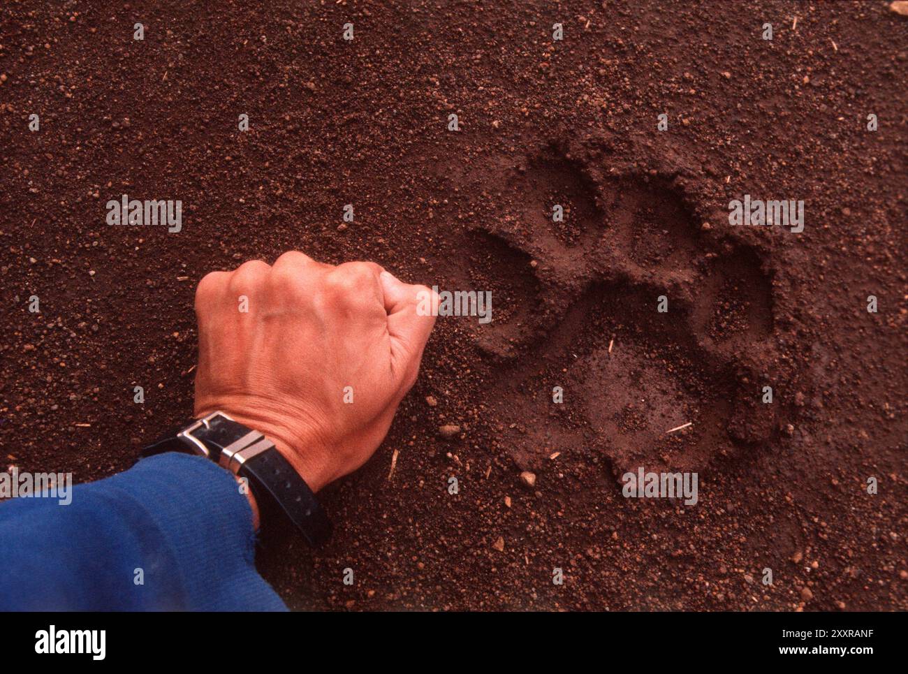 Big male lion footprint on the road, Nairobi National Park, Kenya Stock ...