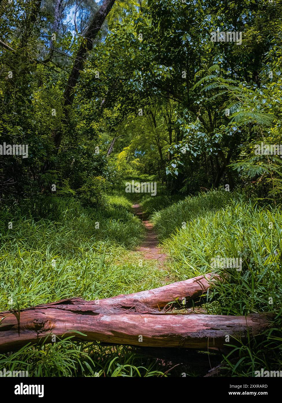 Natural scenery forest trail hi-res stock photography and images - Alamy