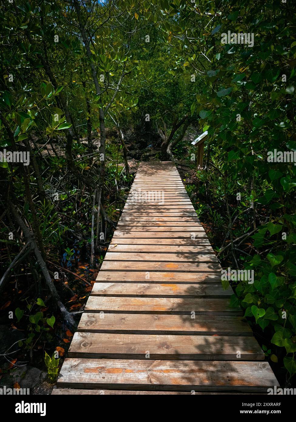 A wooden boardwalk leading through a lush mangrove forest, offering a peaceful nature walk ...