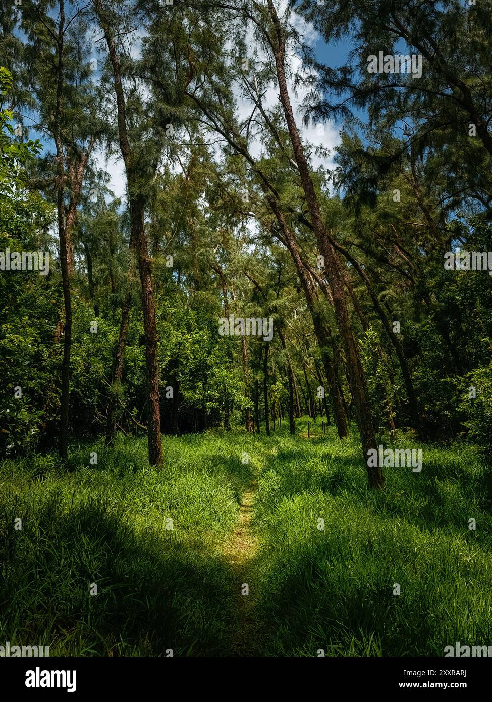 A serene pathway winding through a lush forest with towering trees, bathed in natural light ...