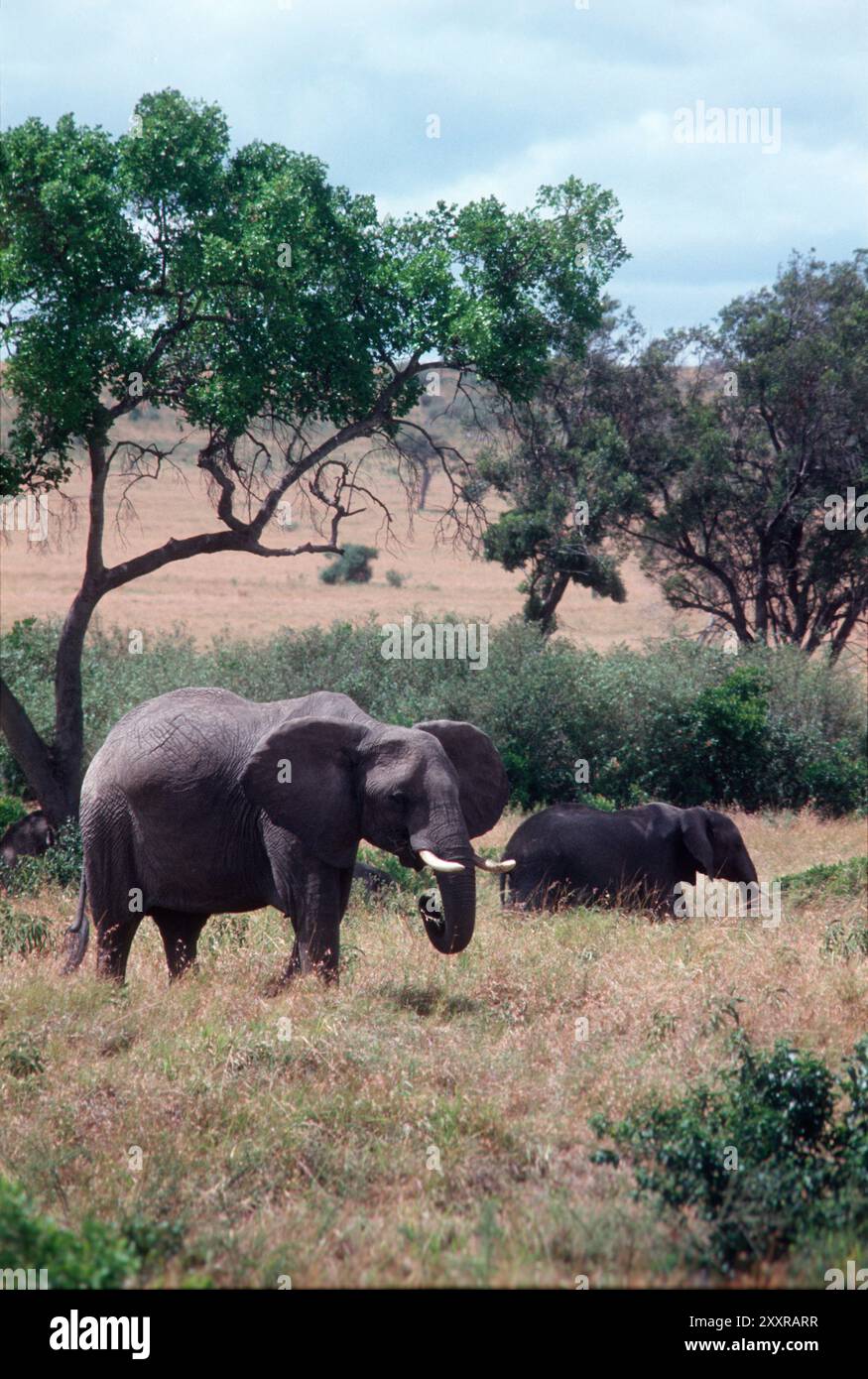 Elephant, Masai Mara Game Reserve, Kenya Stock Photo - Alamy