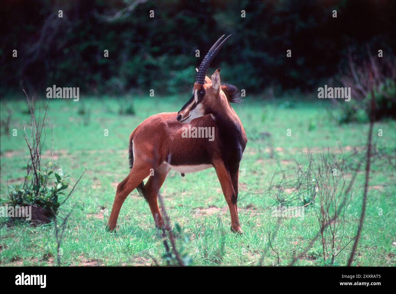 Roan antelope, Shimba Hiills National Reserve, Kenya Stock Photo - Alamy