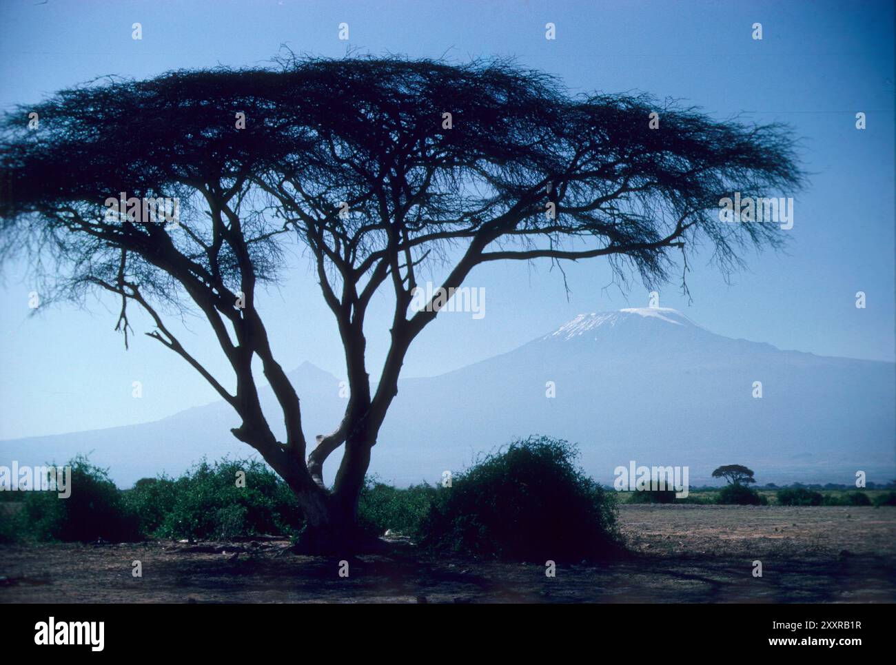 Acacia tree with the mighty Mt. Kilimanjaro in the distance, Amboseli ...
