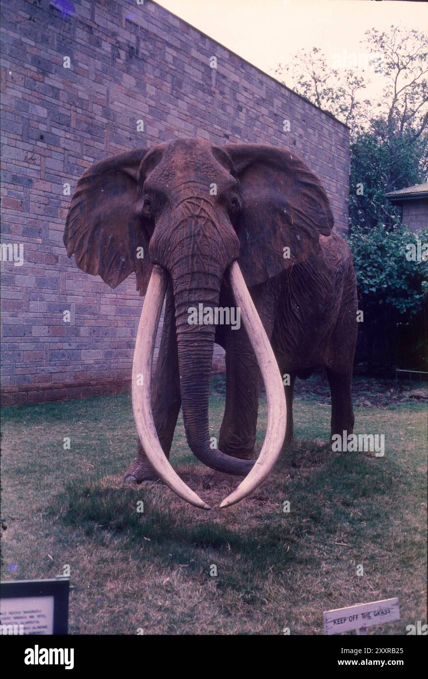 Natural size replica of the famous elephant Ahmed, the first elephant ...