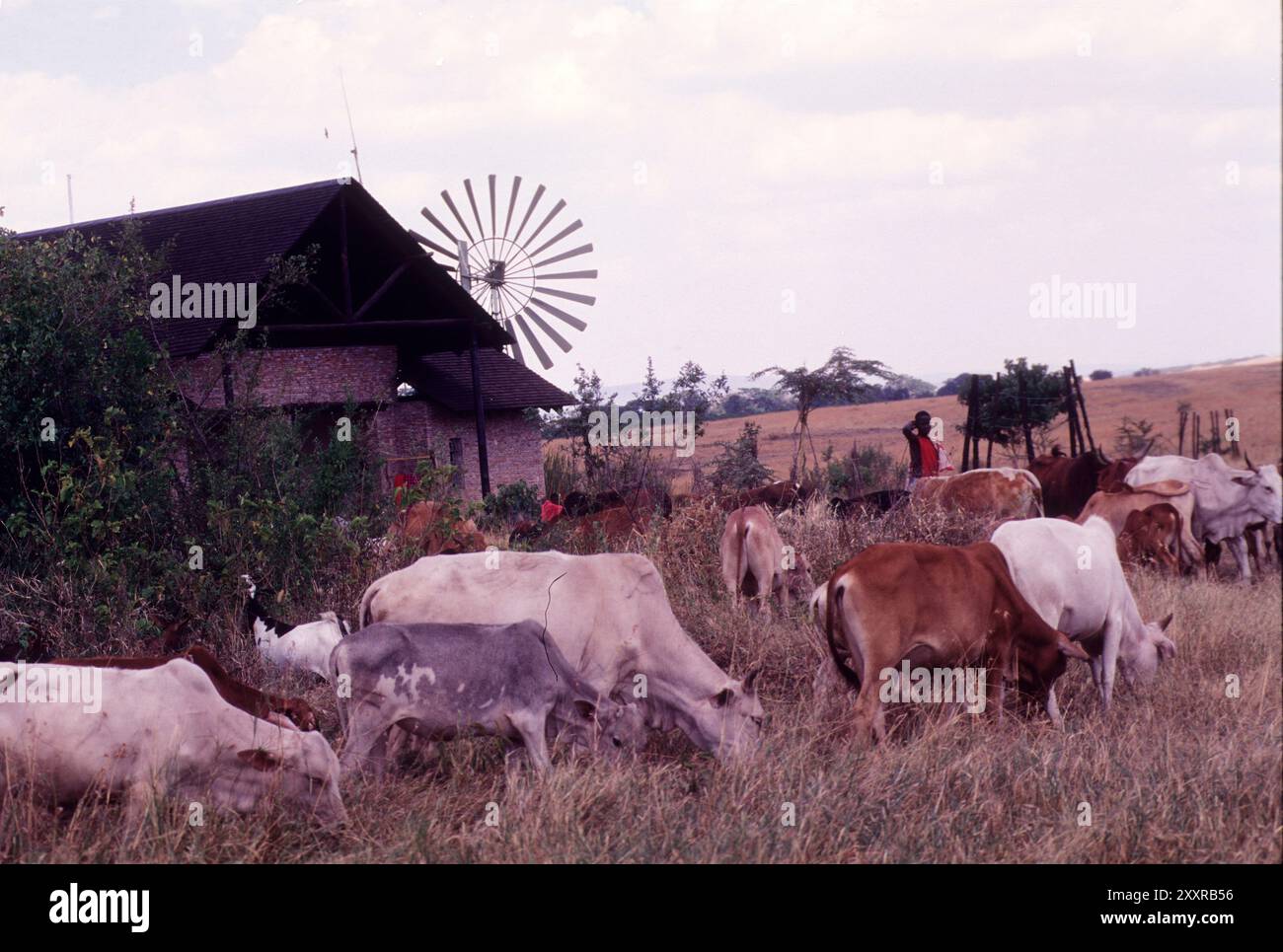 Masai warrior herding cattle inside Masai Mara Reserve at Talek Gate ...