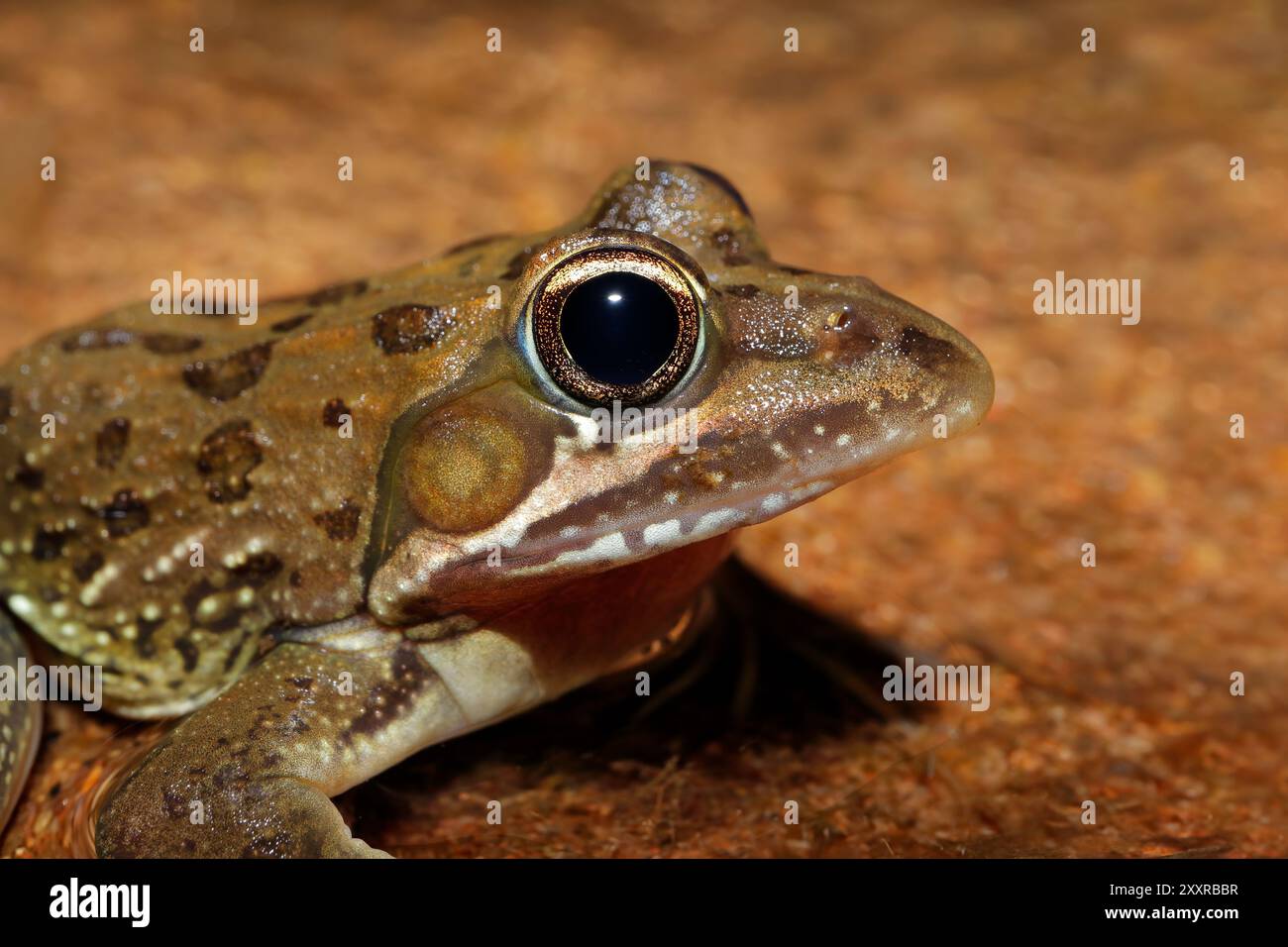 Portrait of a common or Angola river frog (Amietia angolensis) in ...