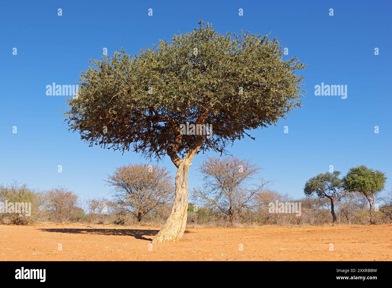 African shepherds tree (Boscia albitrunca) in savannah against a blue ...