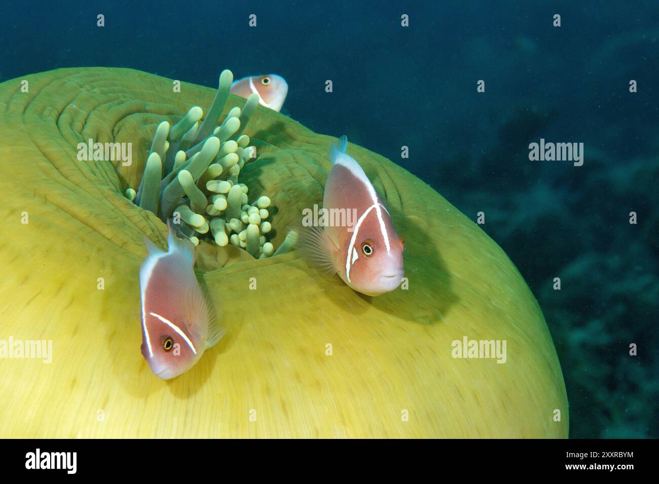 Pink skunk clownfish dancing on sea anemone Stock Photo - Alamy