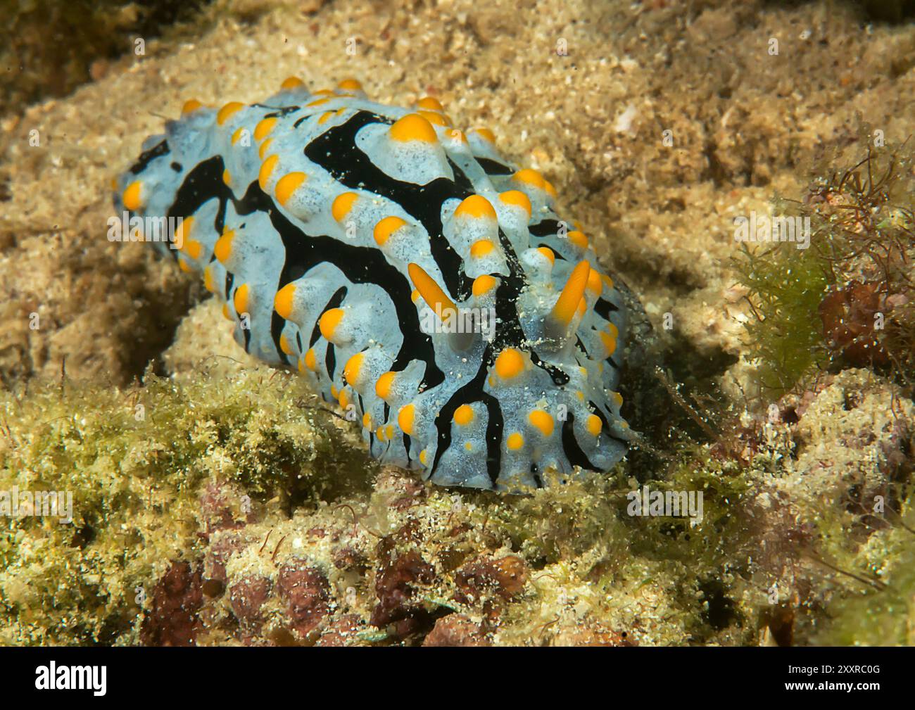 Nudibranch phyllidia varicosa hi-res stock photography and images - Alamy