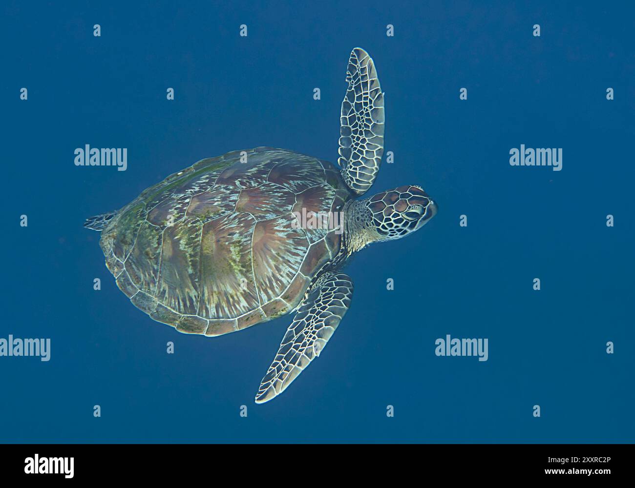 Green sea turtle swims under the water surface for taking a breath ...