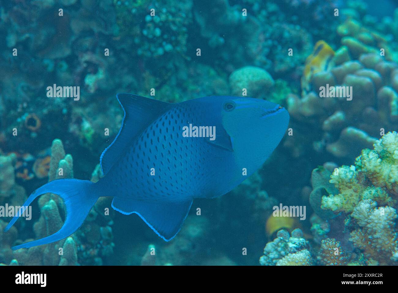 Red-toothed Triggerfish swims over corals of Bali Stock Photo - Alamy