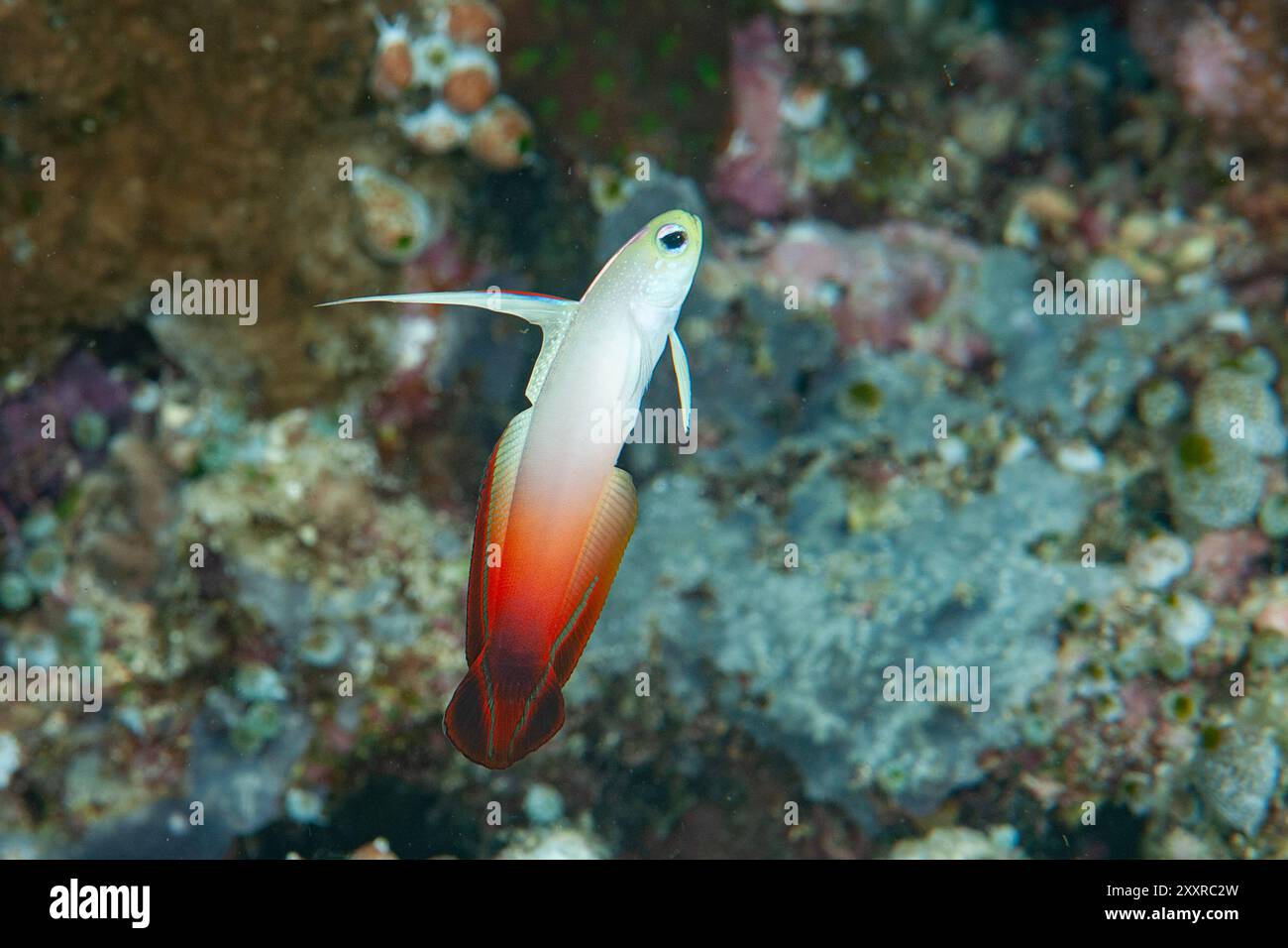 Fire Dart-fish swimming over corals Stock Photo - Alamy